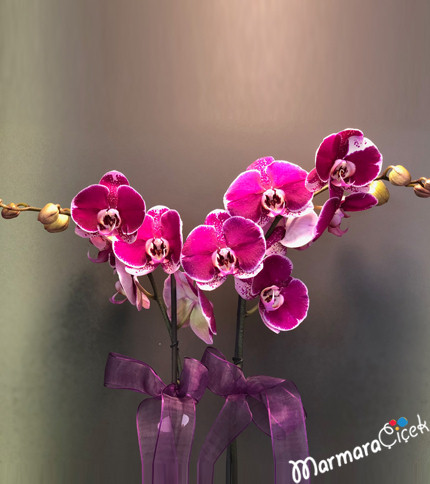Mor Orkide, Çiftli Orkide, Fuşya Orkide, Marmara Çiçek