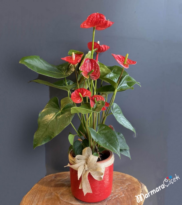 Anthurium Flower, Anthurium Plant, Anthurium, Potted Flower