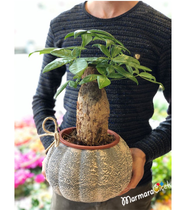 Bonsai Pachira- Pachira Çiçeği- Pachira Bitkisi