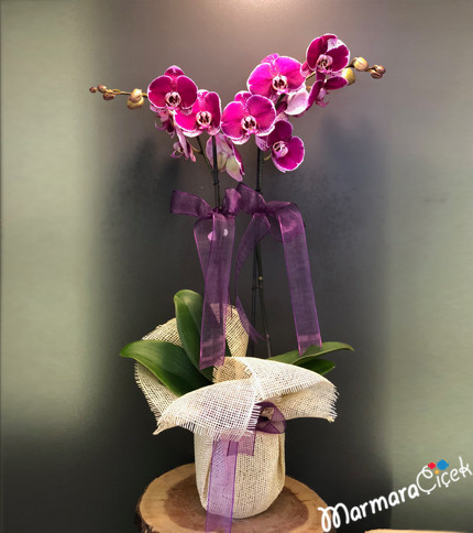 Mor Orkide, Çiftli Orkide, Fuşya Orkide, Marmara Çiçek