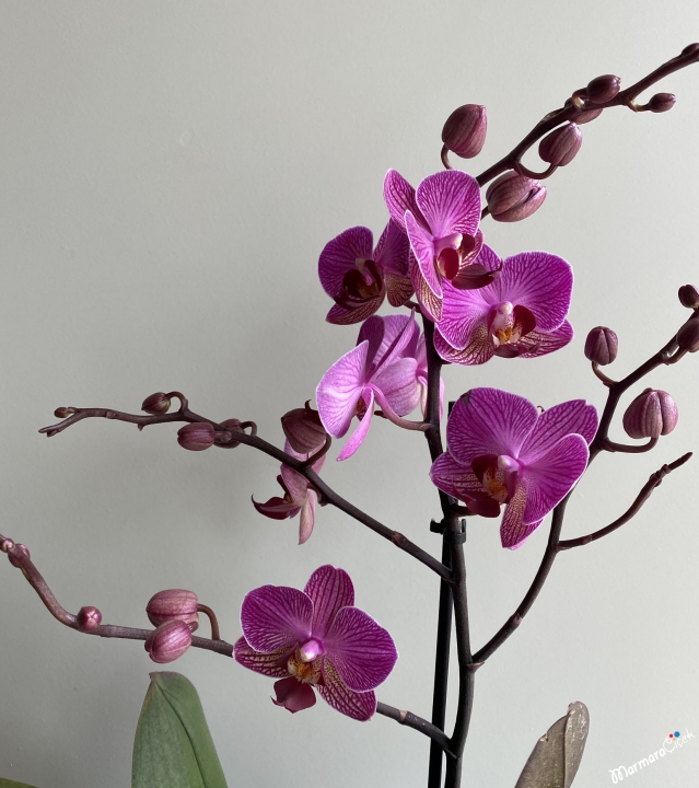 Midi Fuşya Orkide, Orkide Çiçek, Orkide Gönder