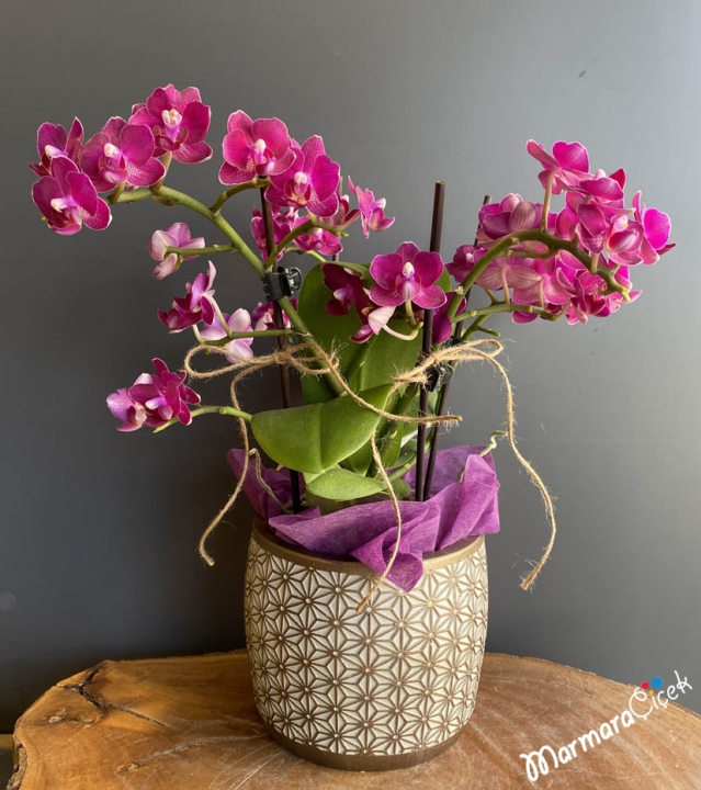 Bougetto Mor Orkide, Midi Mor Orkide, Bellisima Orkide