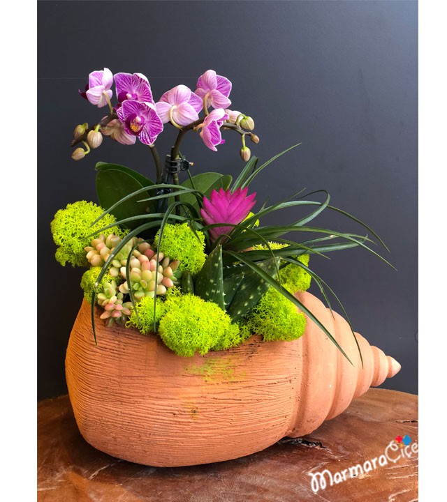 Mini Orkide Aranjman, Mini Orkide,i Orkideli Teraryum