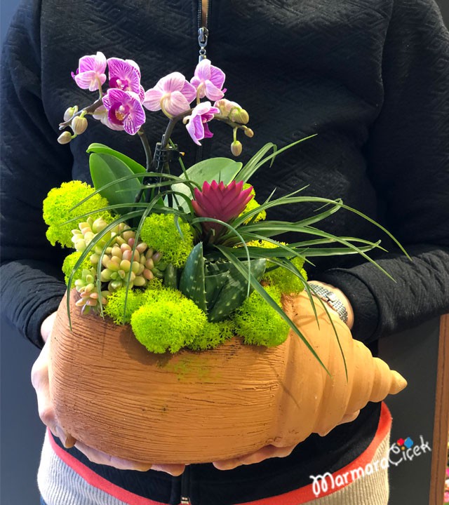 Mini Orkide Aranjman, Mini Orkide,i Orkideli Teraryum