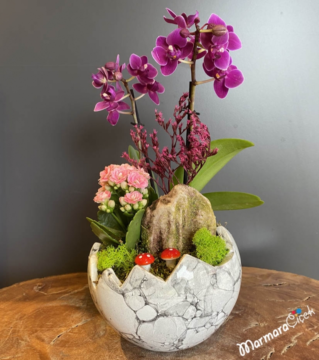 Mor Mini Orkide, Orkide, Mini Orkide, Minyatür Orkide