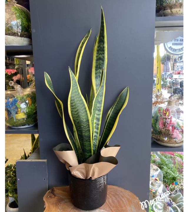 Sansevieria, Paşa Kılıcı, Kılıç Çiçeği, Kılıç Bitkisi,Ofis Çiçeği