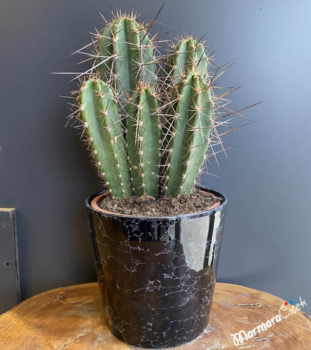 Terrakota Kaktüs, Terrakota, Kaktüs, Kaktüs Bakımı, Kaktüs