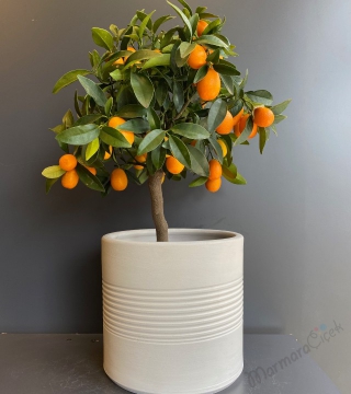 Potted Flowers, Live Flowers, Living Room Flowers, Marmara Flowers